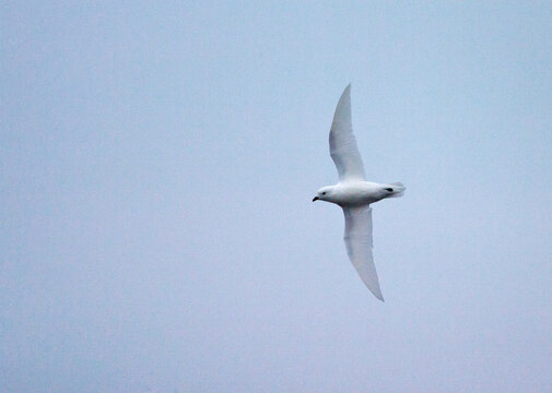 "Snow Petrel" Bilder – Durchsuchen 145 Archivfotos, Vektorgrafiken und ...