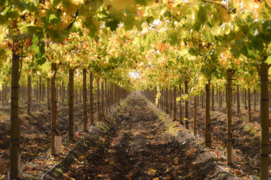 Parron Images – Browse 29 Stock Photos, Vectors, and Video | Adobe Stock