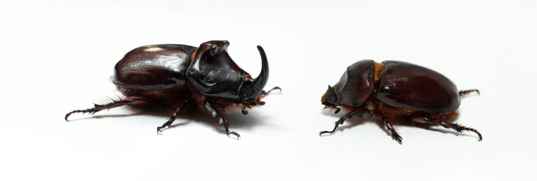 Dimorphism Images – Browse 2,972 Stock Photos, Vectors, and Video ...