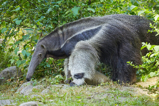 Amazon Rainforest Giant Anteater