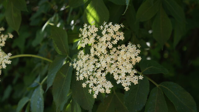 Afbeeldingen over Baldach – Blader in stockfoto's, vectoren en video's ...
