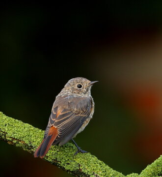 Podlot Bilder – Durchsuchen 52 Archivfotos, Vektorgrafiken und Videos ...