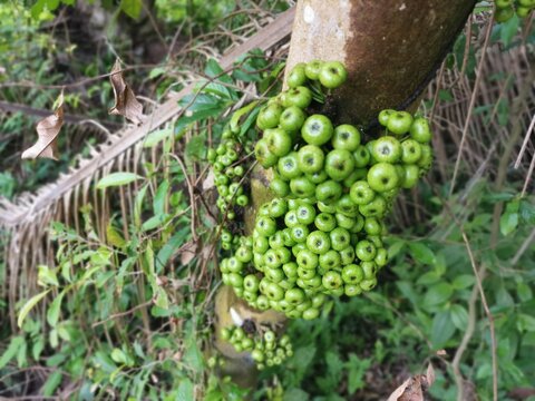 Ficeae Bilder – Durchsuchen 71 Archivfotos, Vektorgrafiken und Videos ...