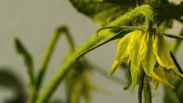 Cristation Images – Parcourir 232 le catalogue de photos, vecteurs et ...