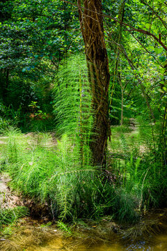 รูปภาพArthrophyta – เลือกดูภาพถ่ายสต็อก เวกเตอร์ และวิดีโอ454 | Adobe Stock