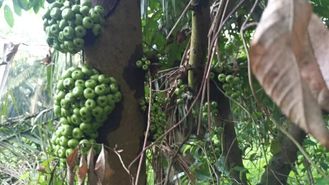 Ficeae Bilder – Durchsuchen 71 Archivfotos, Vektorgrafiken und Videos ...