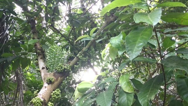 Ficeae Bilder – Durchsuchen 71 Archivfotos, Vektorgrafiken und Videos ...