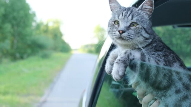 Cat In Car Images – Browse 24,287 Stock Photos, Vectors, and Video ...
