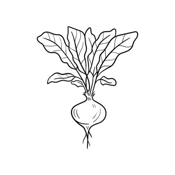 Beet Line Drawing