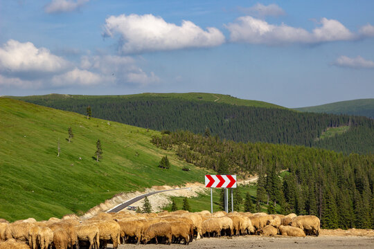 Transal Bilder – Durchsuchen 322 Archivfotos, Vektorgrafiken und Videos ...