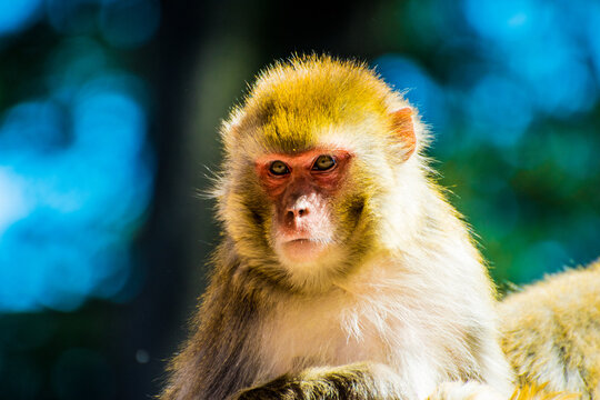 รูปภาพSimian – เลือกดูภาพถ่ายสต็อก เวกเตอร์ และวิดีโอ43,357 | Adobe Stock