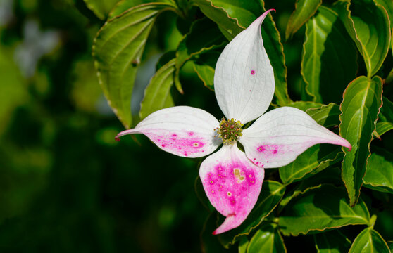 Cornales Images – Browse 735 Stock Photos, Vectors, and Video | Adobe Stock