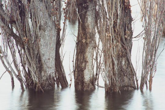 Pappelholz Bilder – Durchsuchen 22,168 Archivfotos, Vektorgrafiken und ...