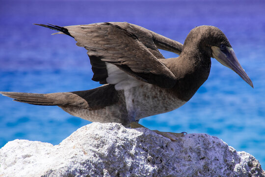 11,894 IMAGES, PHOTOS ET ILLUSTRATIONS VECTORIELLES STOCK APPROPRIÉES ...