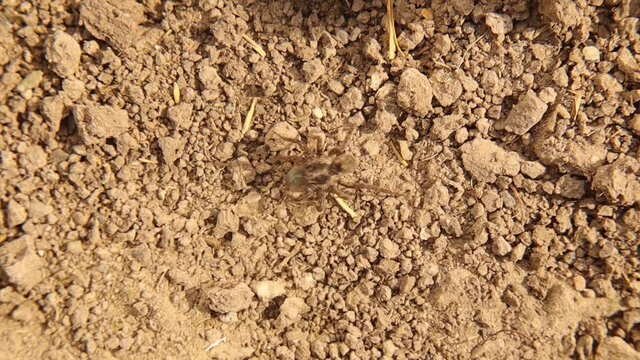 "Egg Sac" Images – Browse 489 Stock Photos, Vectors, and Video | Adobe ...