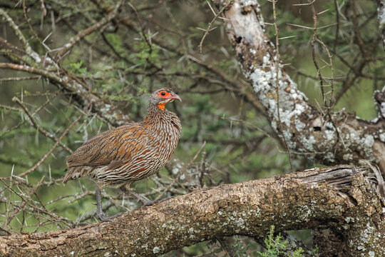 "Red-Necked Spurfowl" Images – Browse 124 Stock Photos, Vectors, and ...