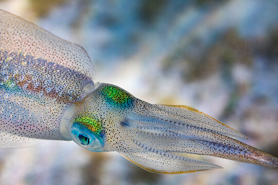 Squid Swimming Images – Browse 39,166 Stock Photos, Vectors, and Video ...