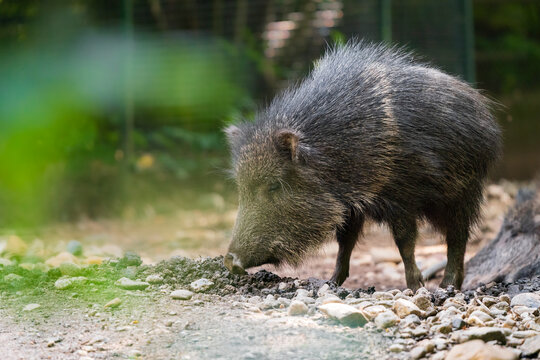 "Gran Chaco" Images – Browse 325 Stock Photos, Vectors, and Video ...