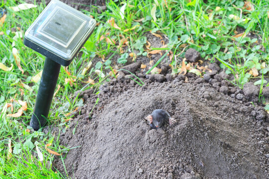 Erdhaufen bilder – Bläddra bland 658 stockfoton, vektorer och videor ...