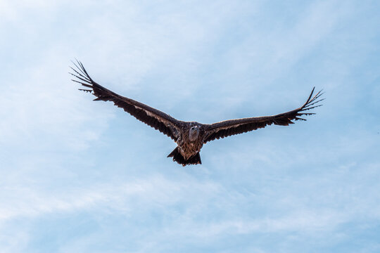 Oiseux Images – Browse 67 Stock Photos, Vectors, and Video | Adobe Stock