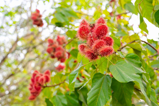 Rambutan Tree Flower