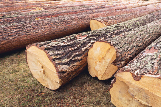 รูปภาพBaulk – เลือกดูภาพถ่ายสต็อก เวกเตอร์ และวิดีโอ93,184 | Adobe Stock