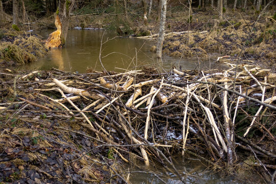 Biberdamm Images – Browse 201 Stock Photos, Vectors, and Video | Adobe ...