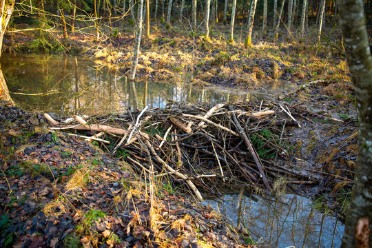 Biberdamm Images – Browse 169 Stock Photos, Vectors, and Video | Adobe ...