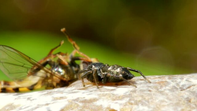 รูปภาพHeliophanus – เลือกดูภาพถ่ายสต็อก เวกเตอร์ และวิดีโอ344 | Adobe Stock