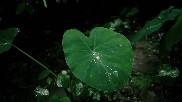 รูปภาพArbi – เลือกดูภาพถ่ายสต็อก เวกเตอร์ และวิดีโอ503 | Adobe Stock