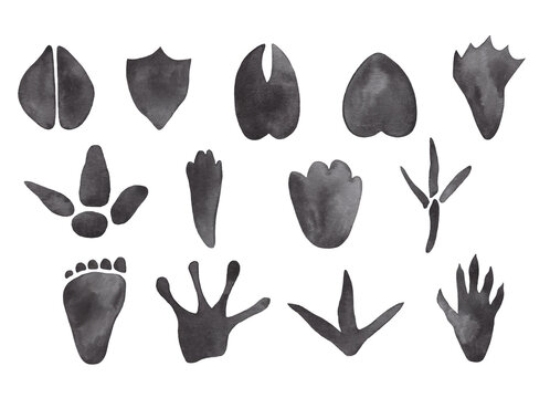 รูปภาพHoof-Mark – เลือกดูภาพถ่ายสต็อก เวกเตอร์ และวิดีโอ180 | Adobe Stock