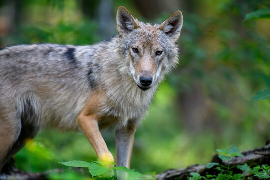 รูปภาพCanis – เลือกดูภาพถ่ายสต็อก เวกเตอร์ และวิดีโอ58,717 | Adobe Stock