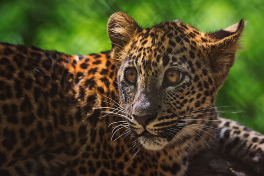 Leopar Images – Browse 252 Stock Photos, Vectors, and Video | Adobe Stock