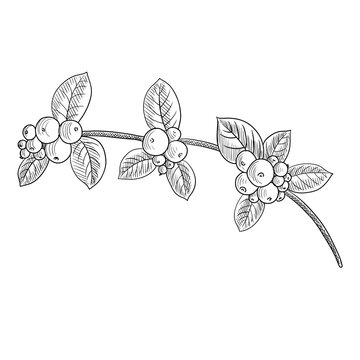 รูปภาพGhostberry – เลือกดูภาพถ่ายสต็อก เวกเตอร์ และวิดีโอ5,073 | Adobe ...