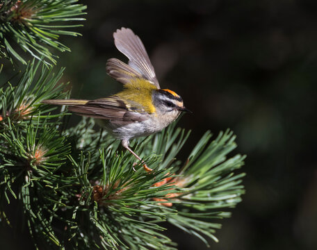 427 BEST Firecrest IMAGES, STOCK PHOTOS & VECTORS | Adobe Stock
