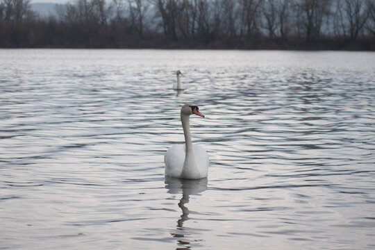 Labud Bilder – Durchsuchen 60 Archivfotos, Vektorgrafiken und Videos ...