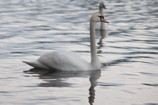 Labud Bilder – Durchsuchen 60 Archivfotos, Vektorgrafiken und Videos ...