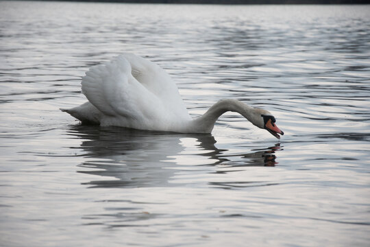 Labud Bilder – Durchsuchen 60 Archivfotos, Vektorgrafiken und Videos ...