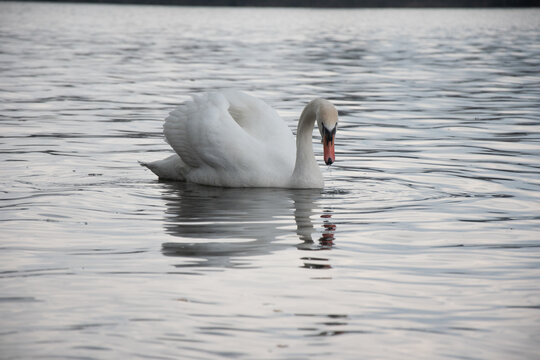 Labud Bilder – Durchsuchen 60 Archivfotos, Vektorgrafiken und Videos ...