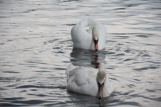 Labud Bilder – Durchsuchen 60 Archivfotos, Vektorgrafiken und Videos ...