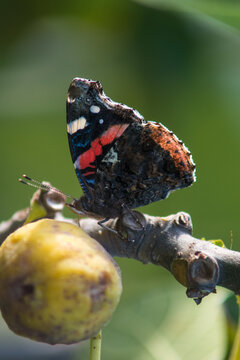 Bubamara Images – Browse 12 Stock Photos, Vectors, and Video | Adobe Stock