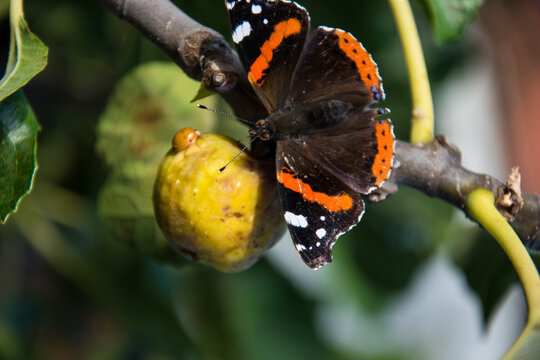 Bubamara Images – Browse 12 Stock Photos, Vectors, and Video | Adobe Stock