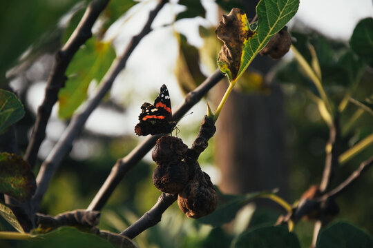 Bubamara Images – Browse 12 Stock Photos, Vectors, and Video | Adobe Stock