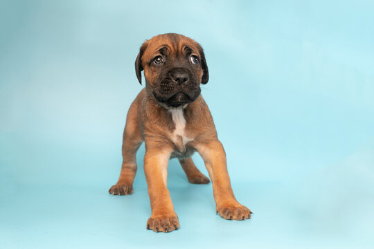 Cane Corso Puppies Brown
