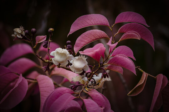 Lecythis Images – Browse 98 Stock Photos, Vectors, and Video | Adobe Stock