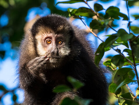 Macaco-Prego Images – Browse 315 Stock Photos, Vectors, and Video ...