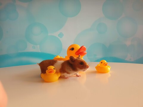 "Syrian Hamster" 影像 – 瀏覽 3,892 個素材庫相片、向量圖和影片 | Adobe Stock