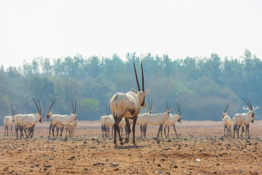 "Protected Animal" Images – Browse 480 Stock Photos, Vectors, and Video ...