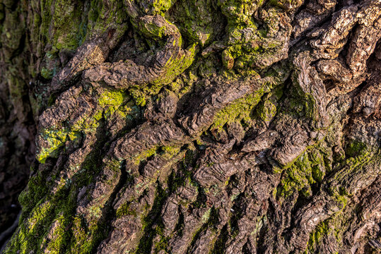 Sommereiche bilder – Bläddra bland 143 stockfoton, vektorer och videor ...