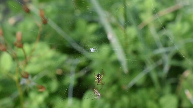 "Corn Spider"-Bilder: Stock-Fotos & -Videos. | Adobe Stock
